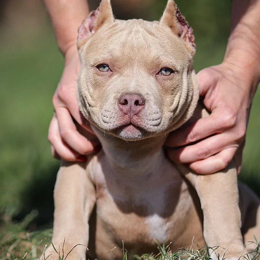 Шикарный малыш американский булли