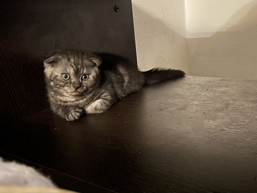 Шотландские вислоухие котята