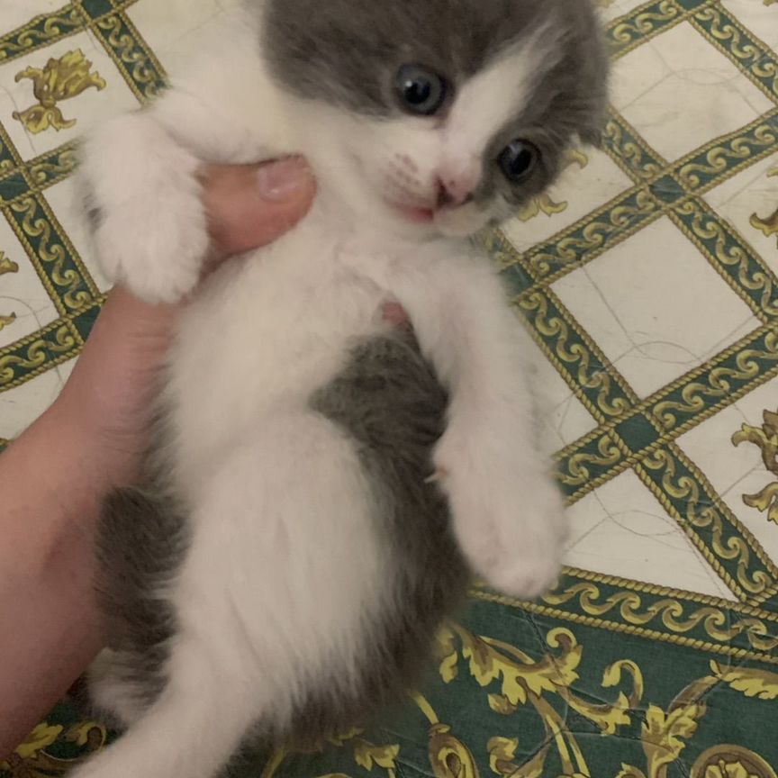 Котенок 1 месяц