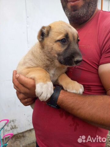 Щенки сао алабай