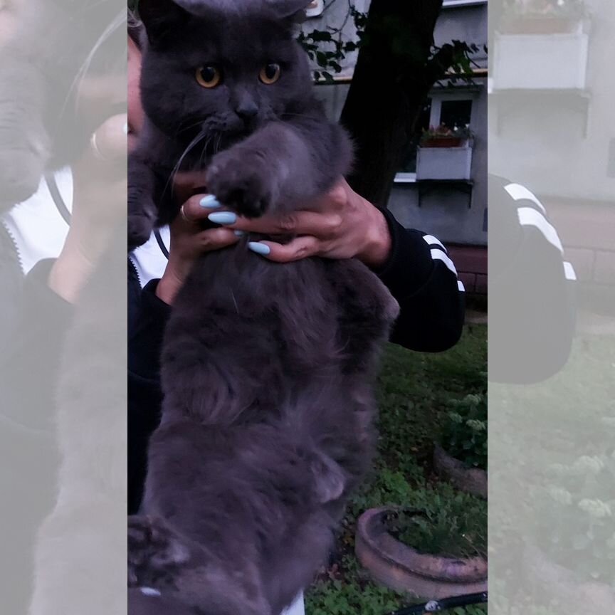 Британский кот