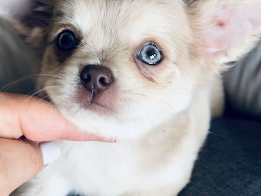 Чихуахуа РКФ