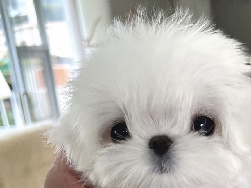 Мальтийская болонка из Кореи