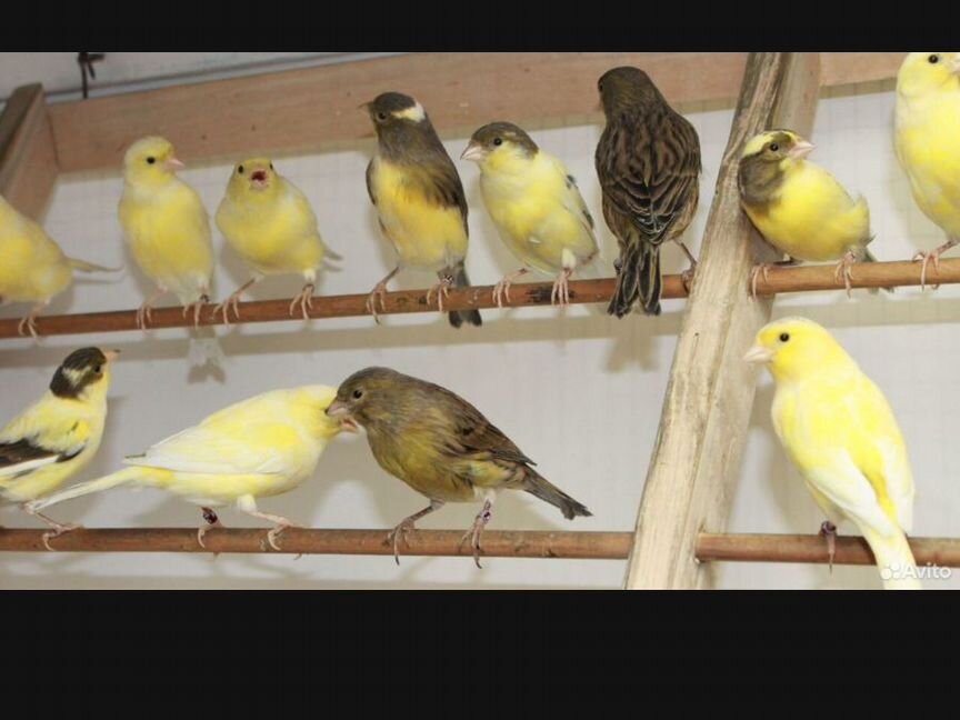 Кенара Самцы цвет пёстрый и серый