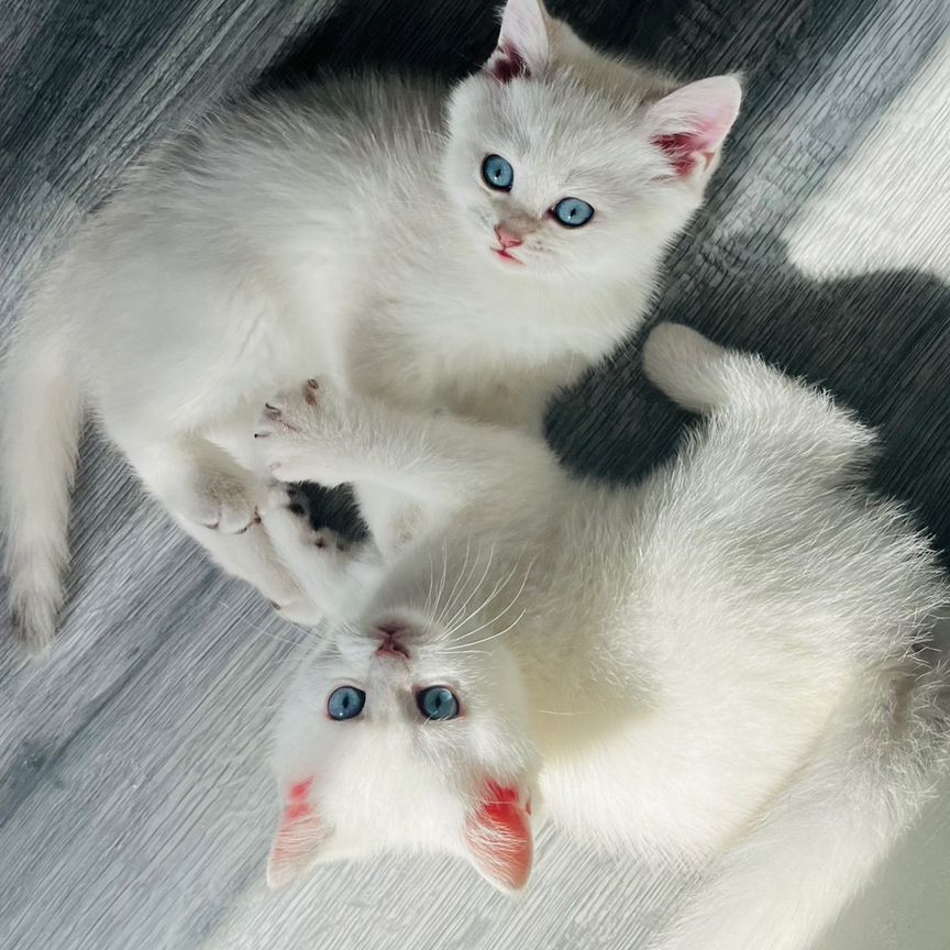 Британский короткошёрстный котёнок