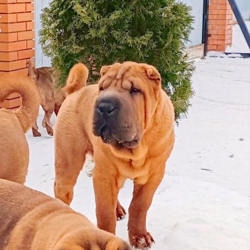 Шарпей
