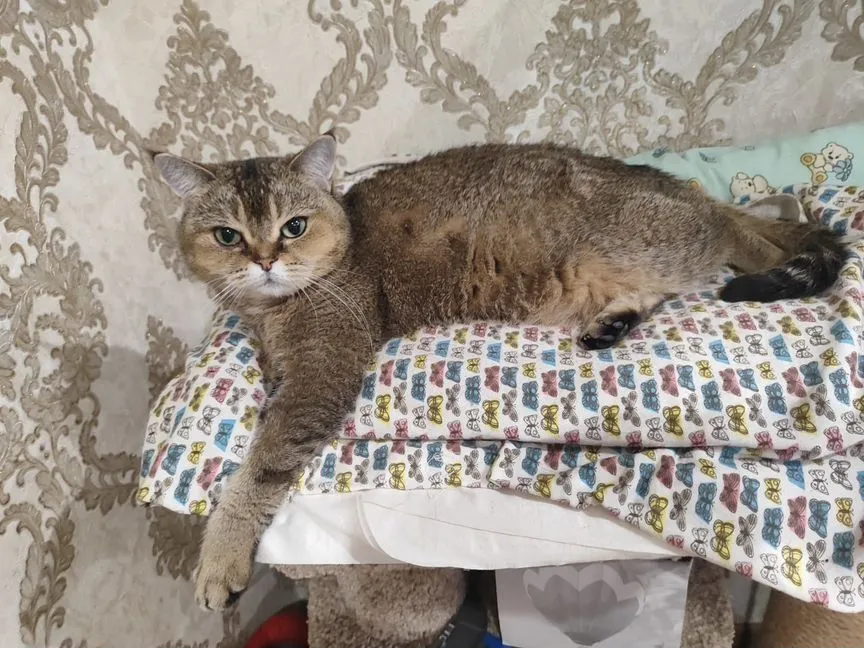 Отдам кошечку в добрые руки