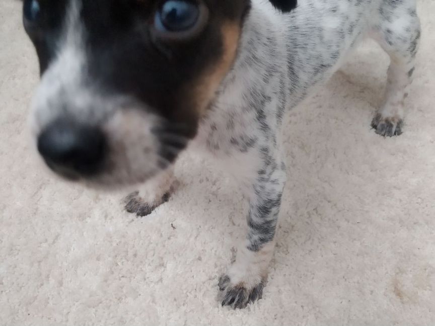 Собака в добры