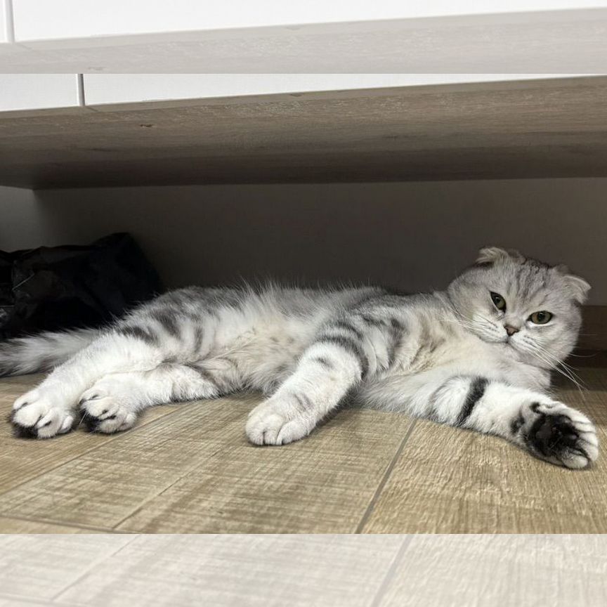 Шотландский вислоухий короткошёрстный кот, вязка