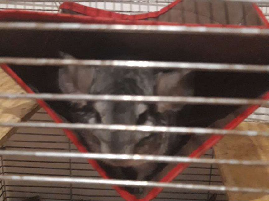 Активные зверюшки и товары для грызунов