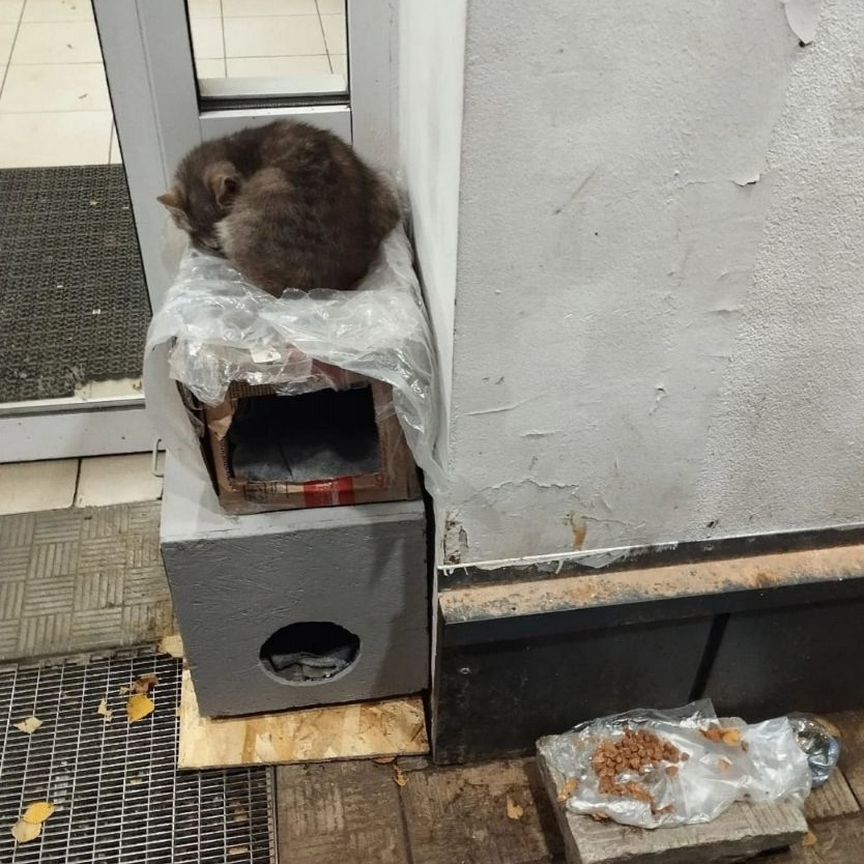 Кошка замерзает на улице возле магазина.Мама,замет