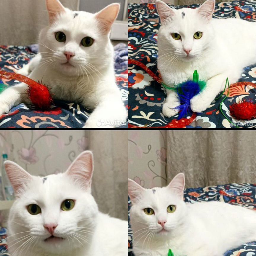 Кот в добрые руки