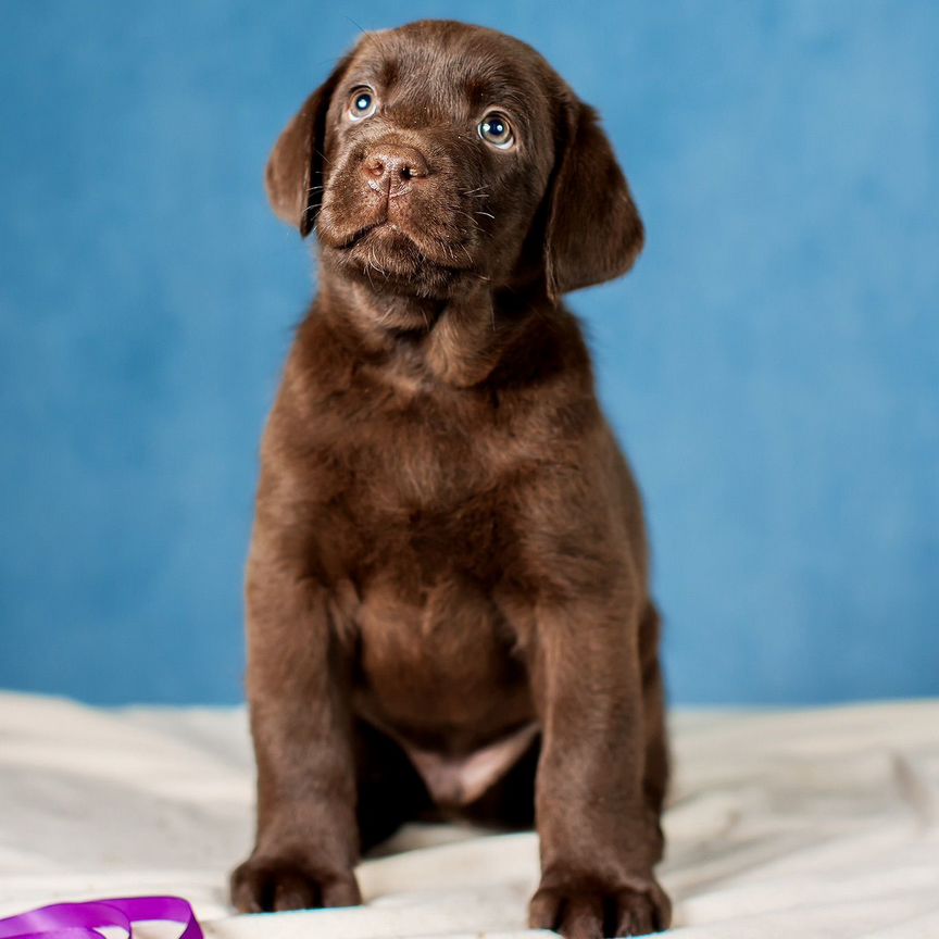 Лабрадор-ретривер, щенок