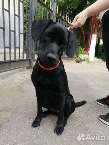 Собака ищет дом. Девочка, 11 мес