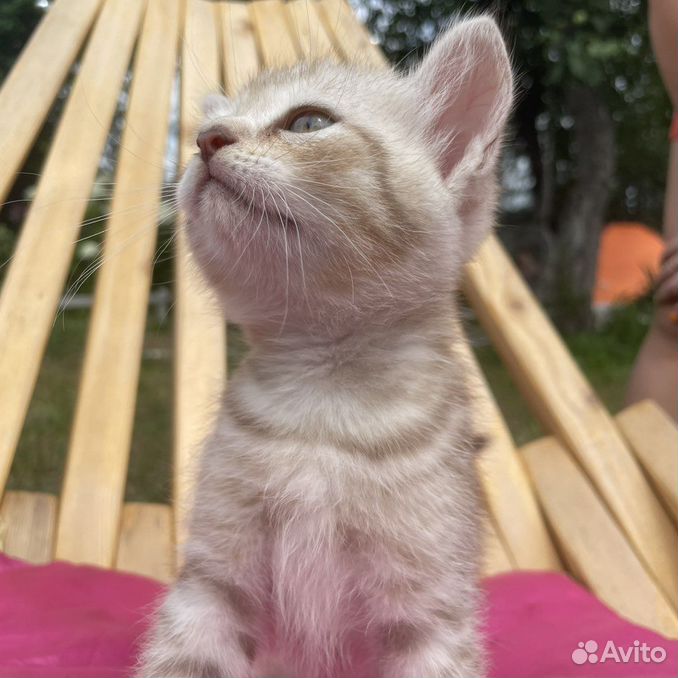 Котенок шотландский скоттиш-страйт