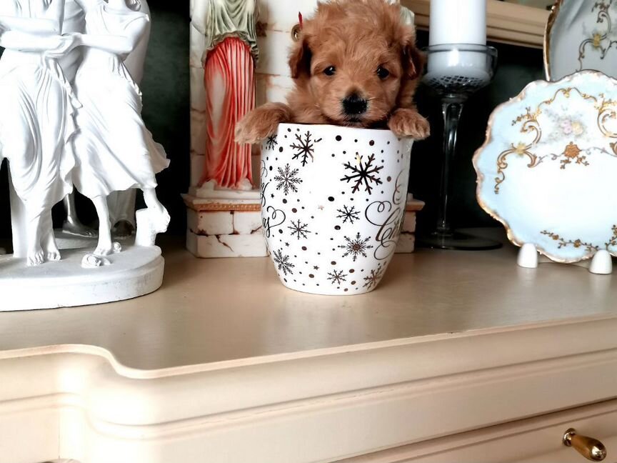 Мальчики Мальтипу mini