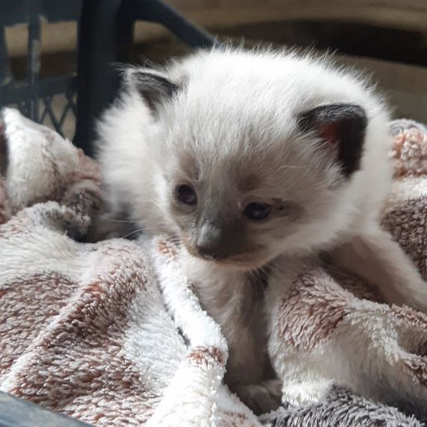 Котята,1 месяц