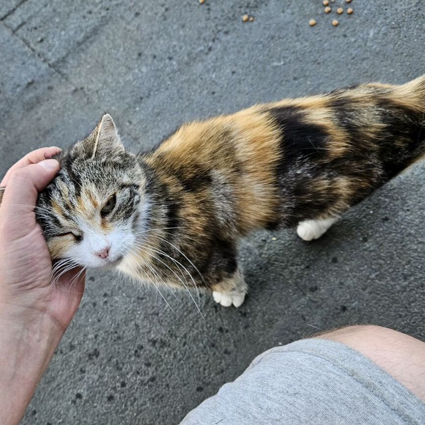 Маленькая дачная кошечка в добрые руки