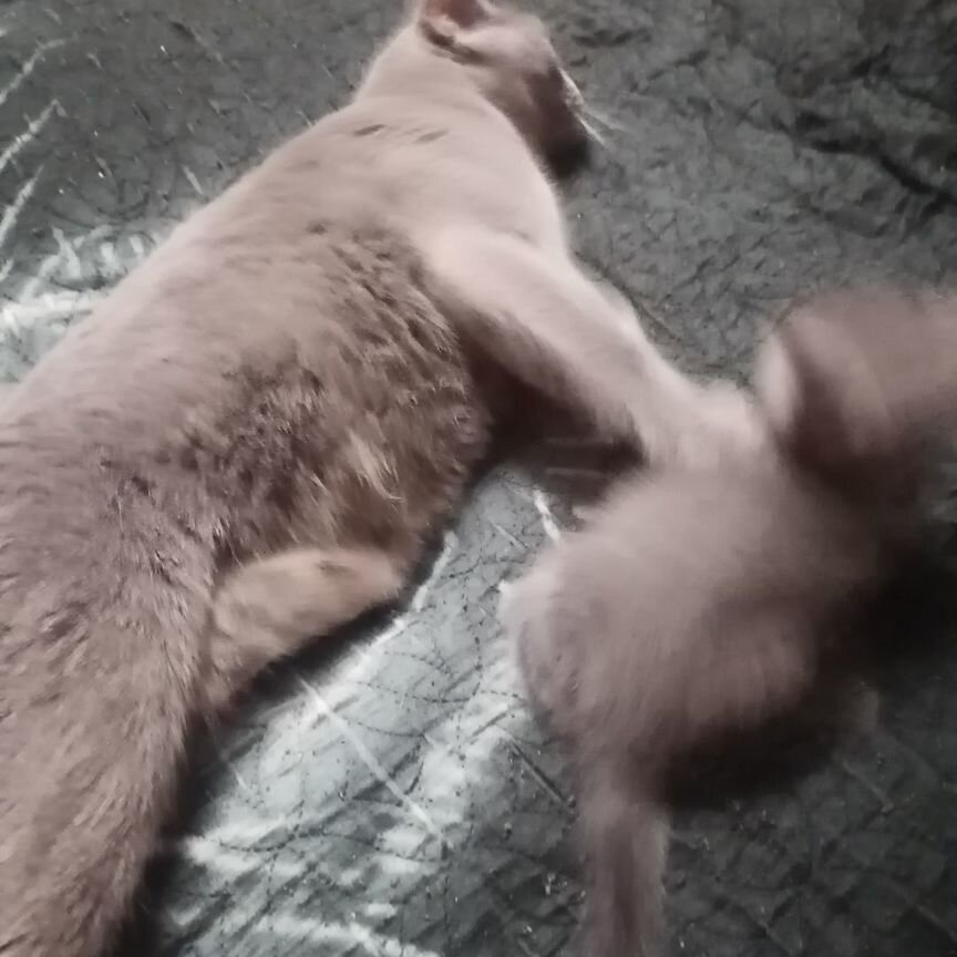 Британские котята