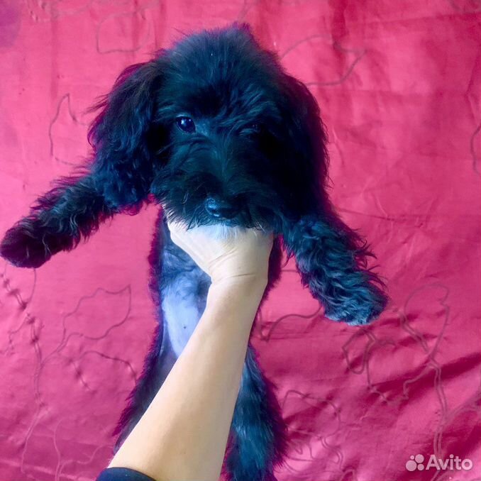 Мальтипу черная девочка