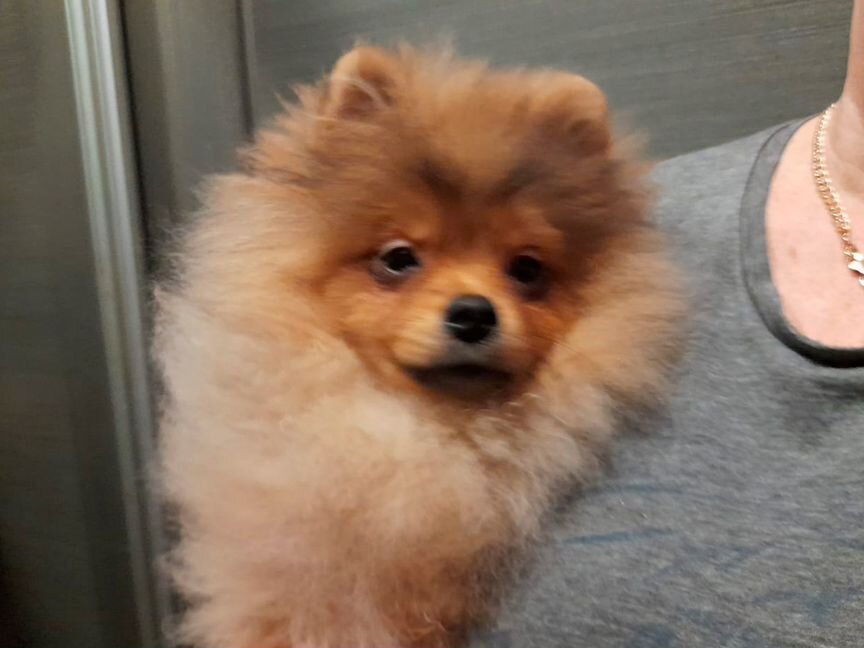 Померанский шпиц щенок мальчик