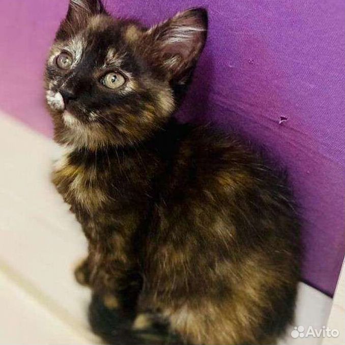 Девчушки Пеструшки в добрые руки