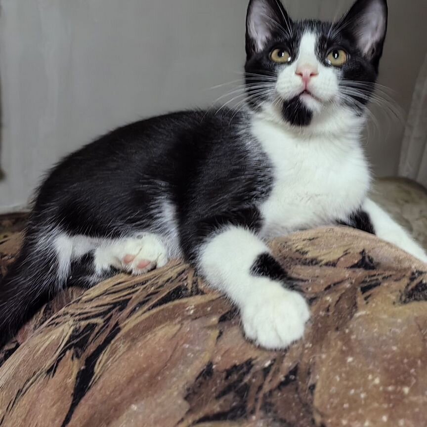Котенок с хвостиком крючком