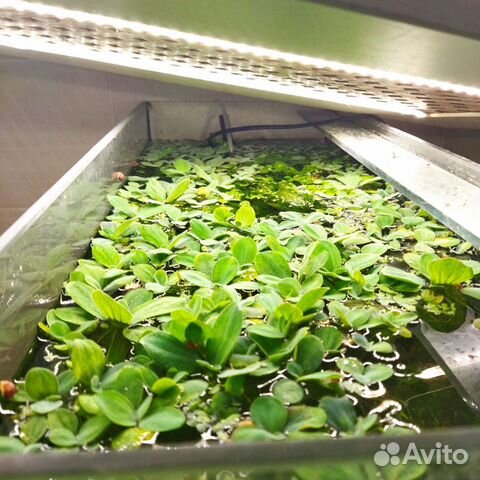 Пистия водоросли аквариумные