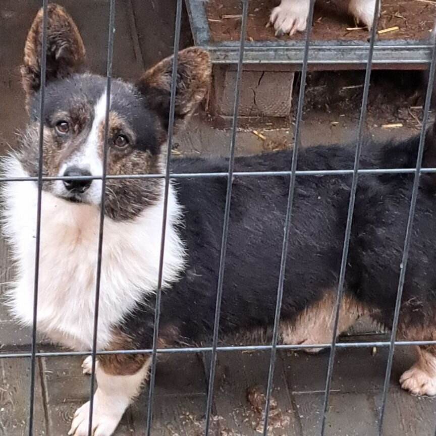 Вельш Корги Кардиган, взрослый пёс