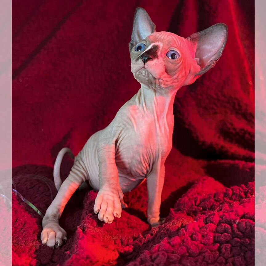 Канадский сфинкс котёнок