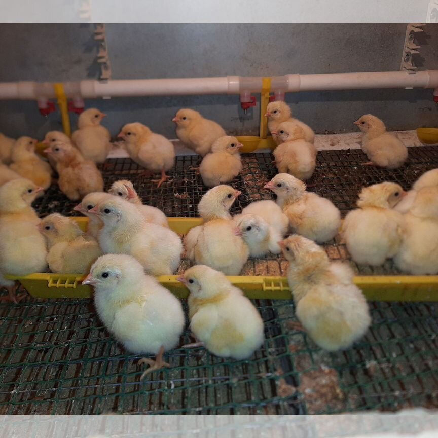 Цыпленок бройлера Турция