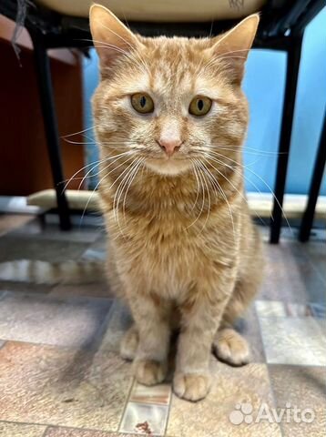 Рыжий котик ищет дом