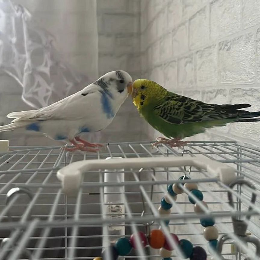 Волнистый попугай с клеткой