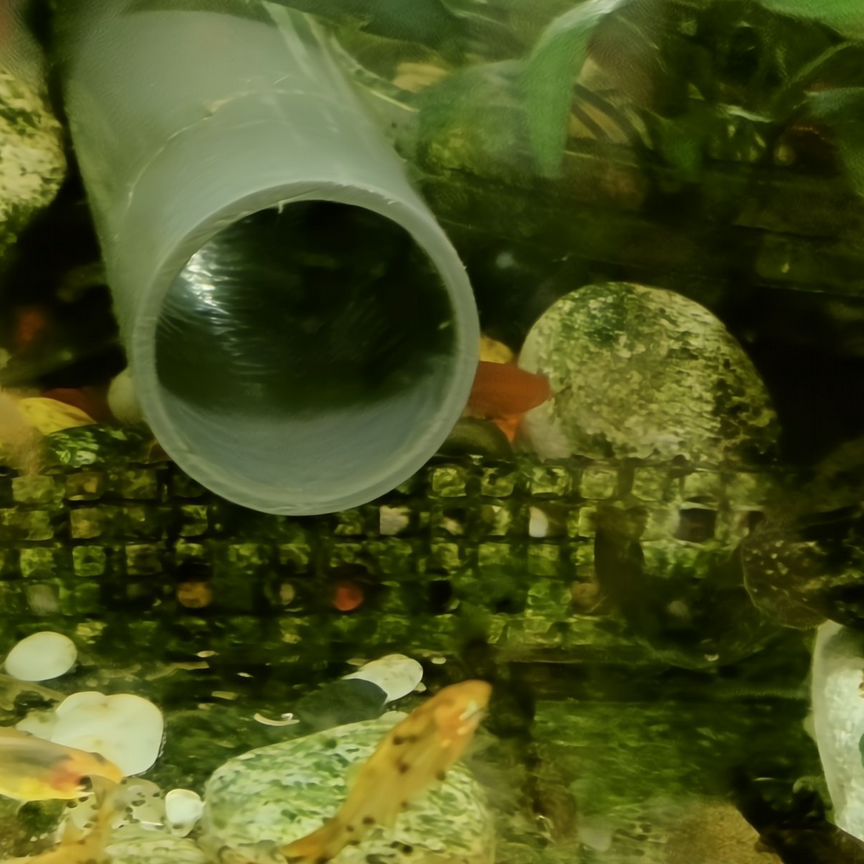 Пецилии подростки несколько