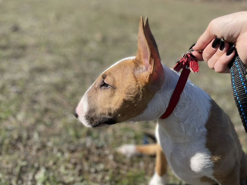 Бультерьер