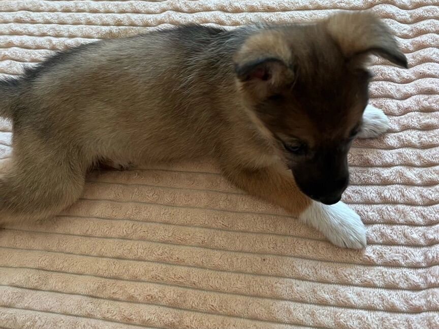 Собака и кот, биба и боба