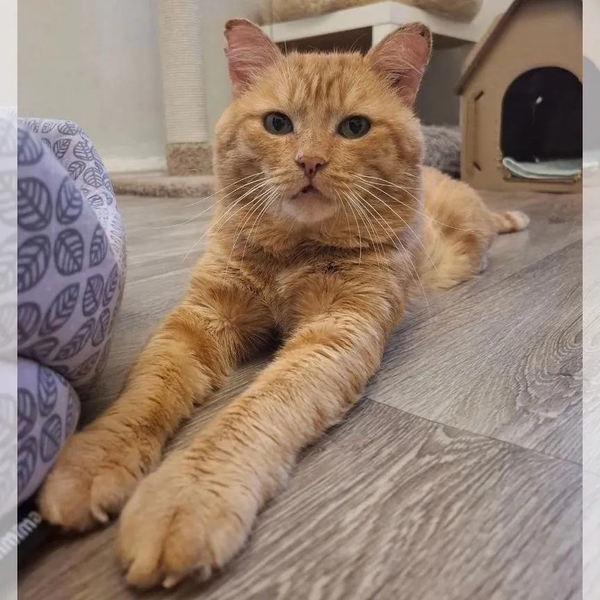 Кот Цукат в поисках семьи