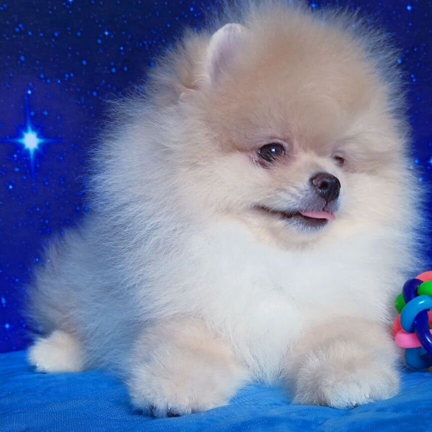 Померанский шпиц, щенок