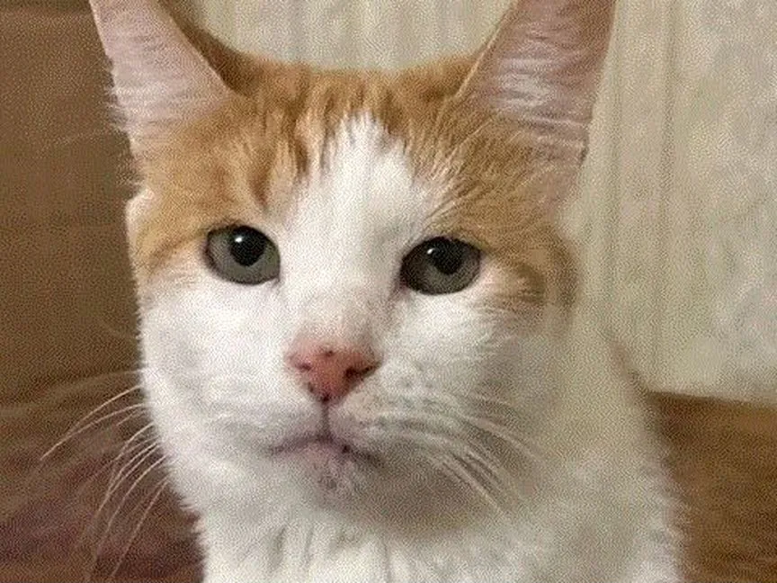 Славный рыженький мальчик Котенька в добрые руки