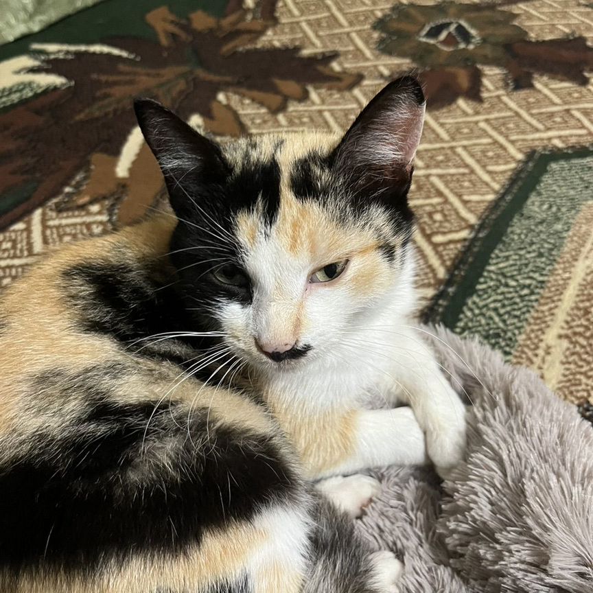 Кошка