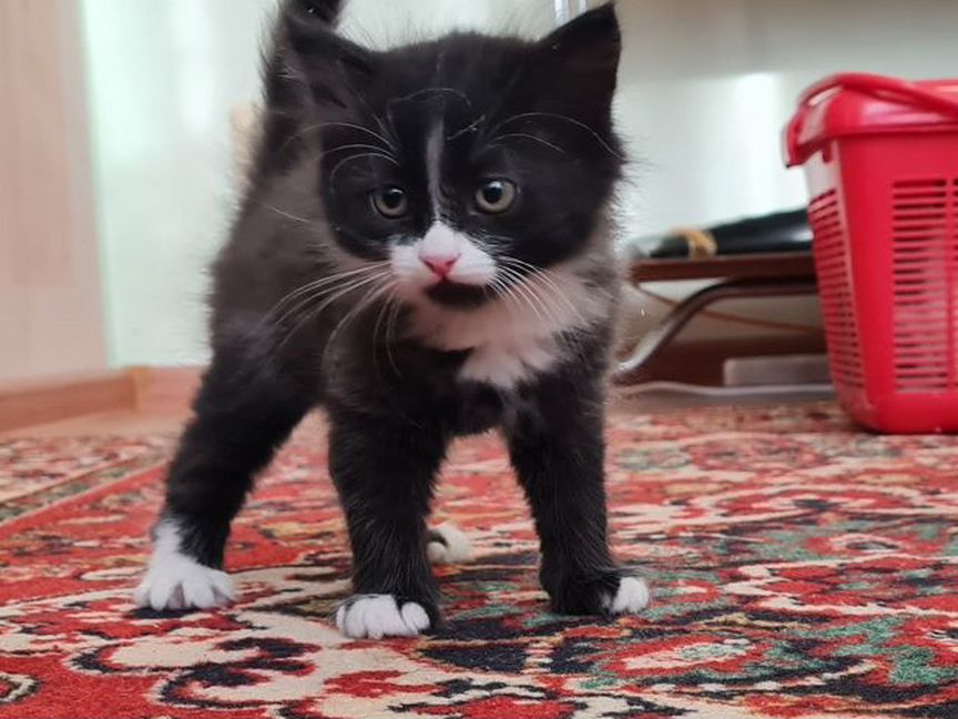 Котята бесплатно