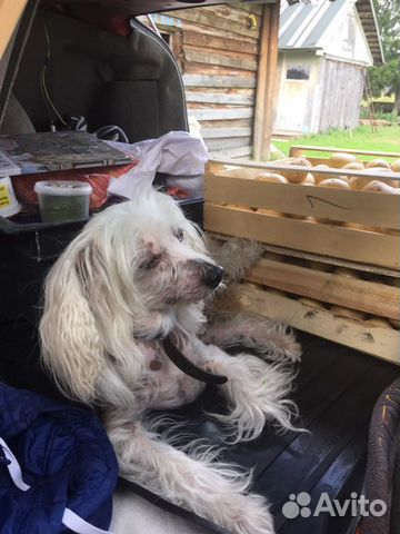 Потерялась собака