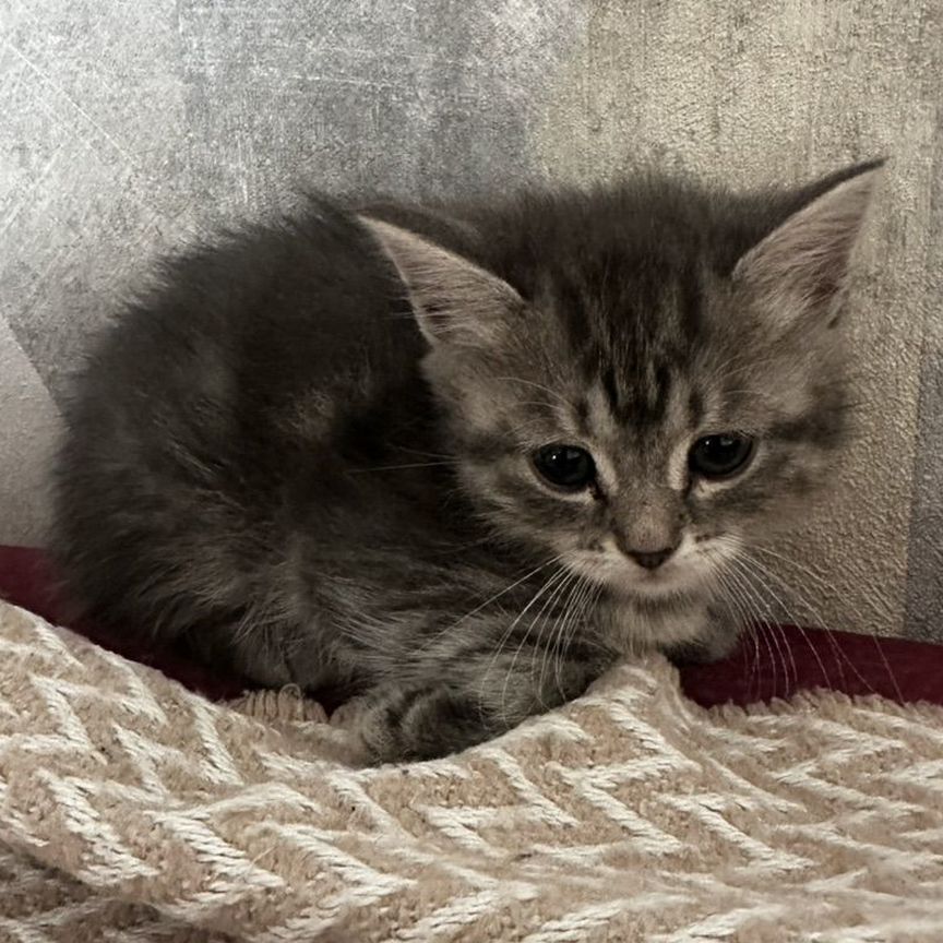 Шотландский вислоухий длинношёрстный котёнок