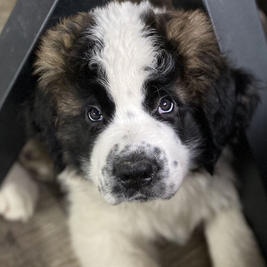 Кобелёк московской сторожевой