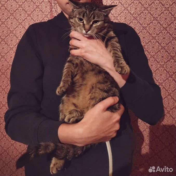 Кошечка ховрошечка
