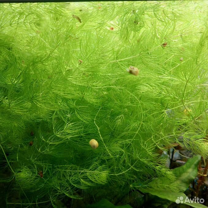 Роголистник, папоротник, криптокарина, ампулярии