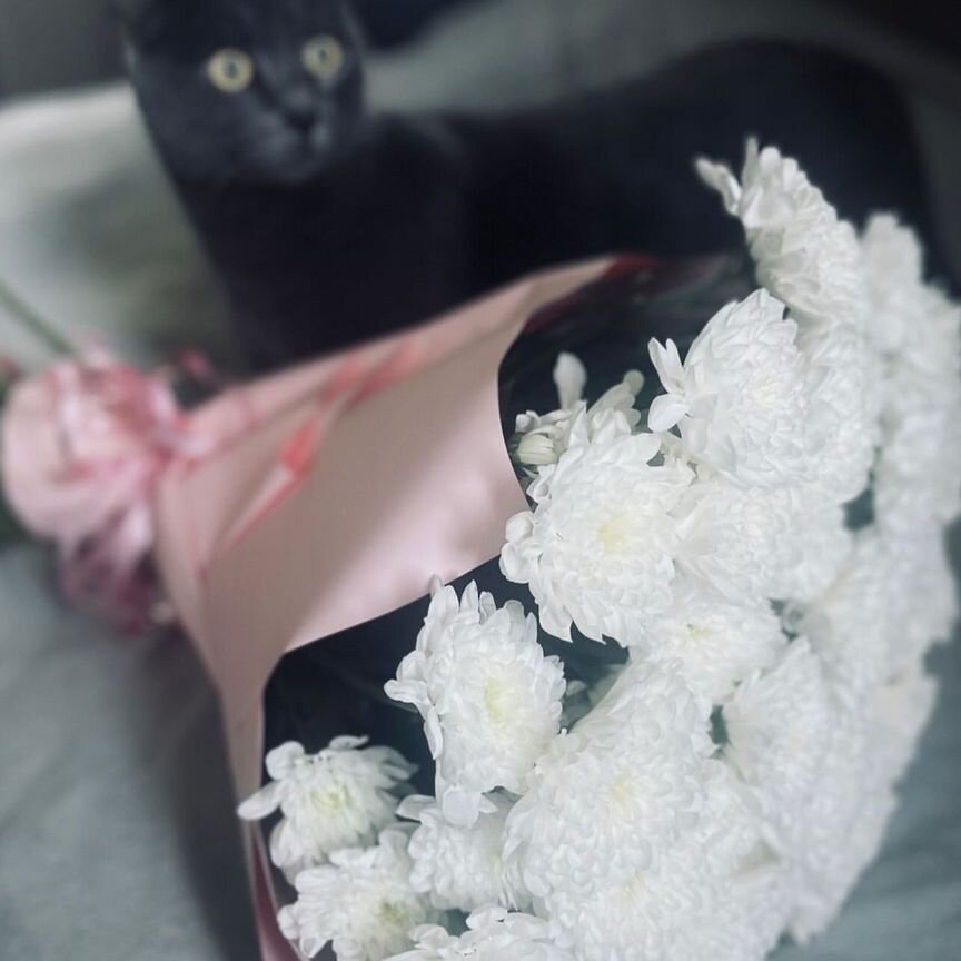 Отдам кота в частный дом