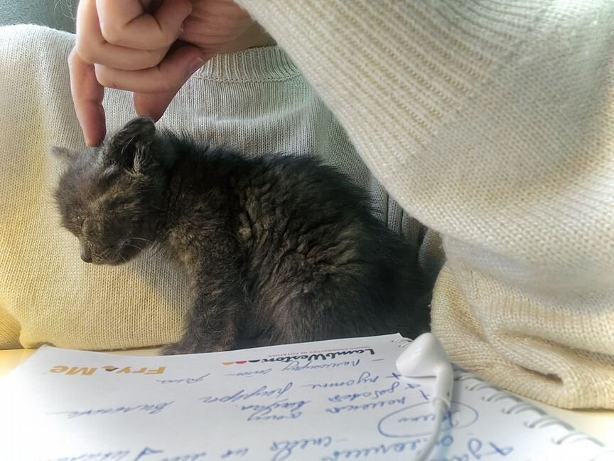 Котенок девочка дымчато-серая