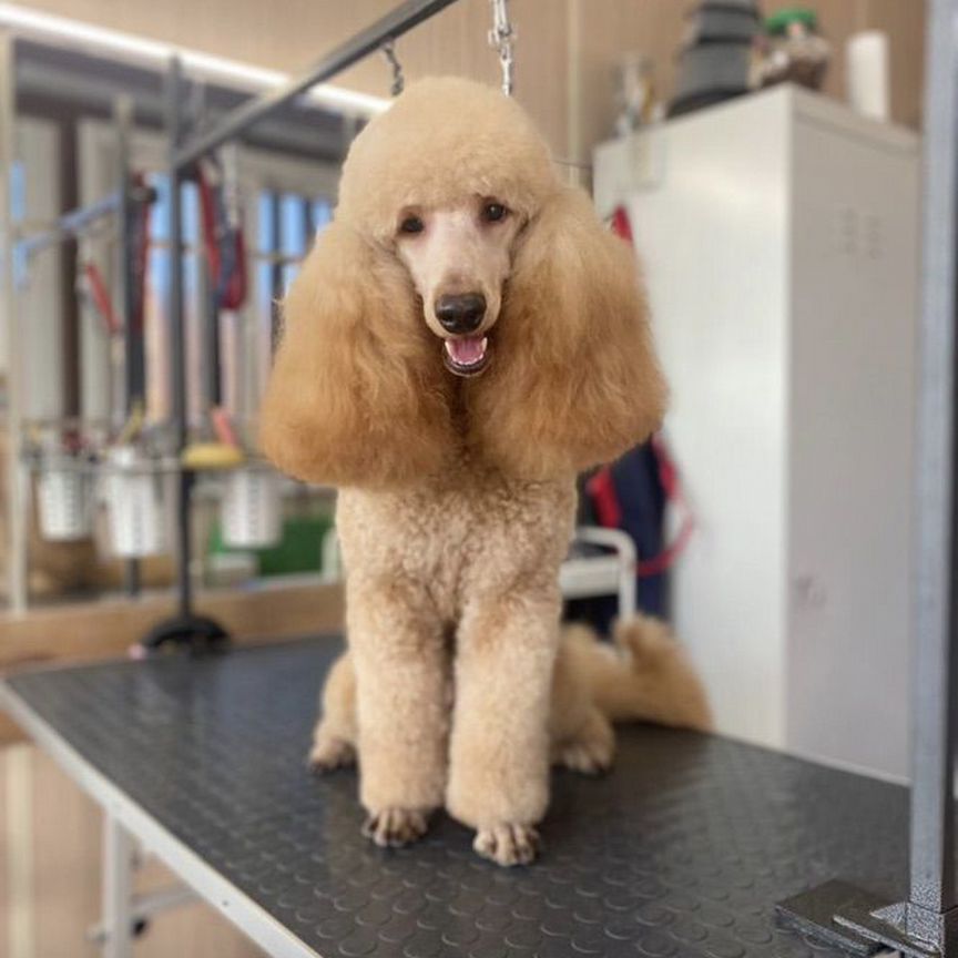 Пудель на вязку