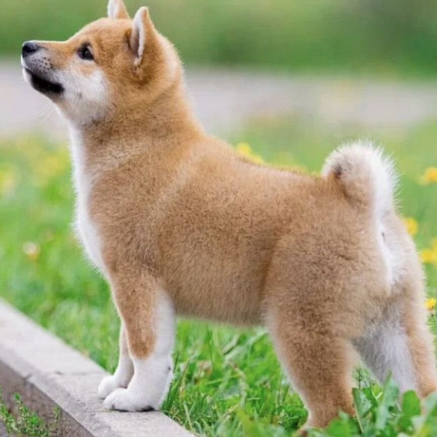 Сиба-ину, щенок